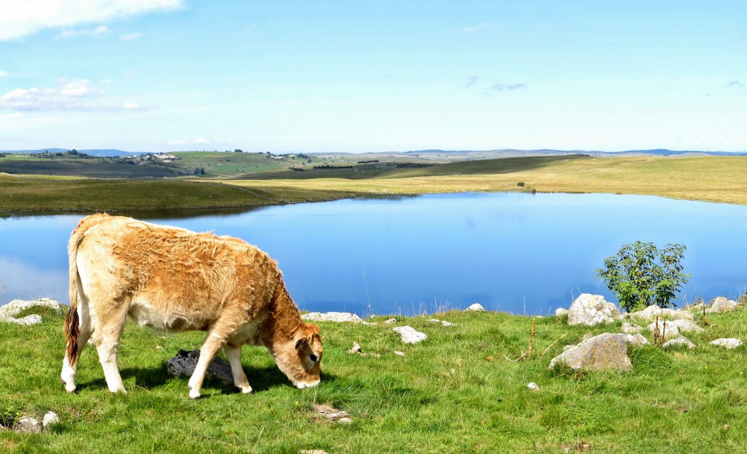 The Aubrac - Margeride en gévaudan